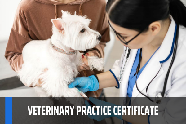 When is the veterinary practice certificate re-issued? What is the ...
