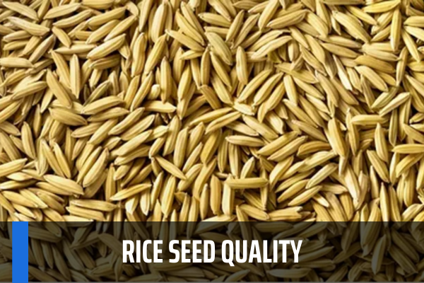 QCVN 01-54:2011/BNNPTNT: What are the regulations on rice seed quality ...