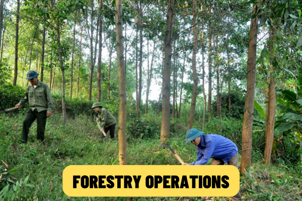 What are prohibited acts in forestry operations? Rules for forestry ...