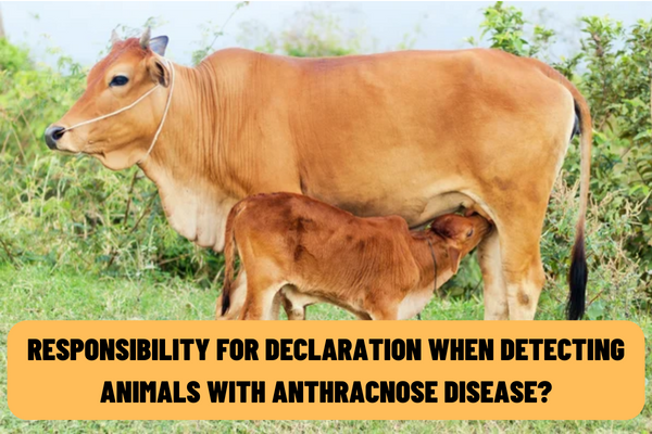 What is anthrax disease? Regulations on responsibility for declaration ...