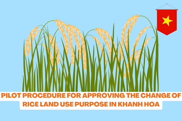 What is the implementation of the pilot procedure for approving the ...