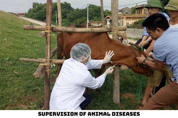 Vietnam: What are the procedures carried out by veterinary authorities ...