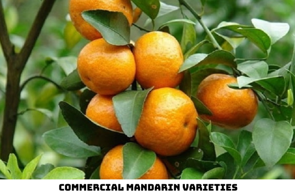 What are the guidelines on commercial mandarin varieties consumed as ...